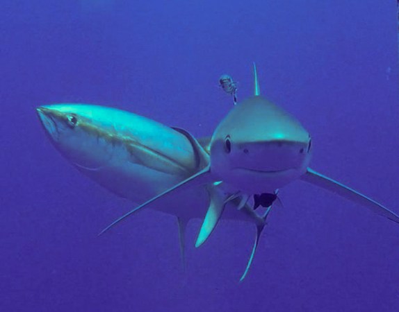 Itchy fish use sharks to scratch | Popular Science