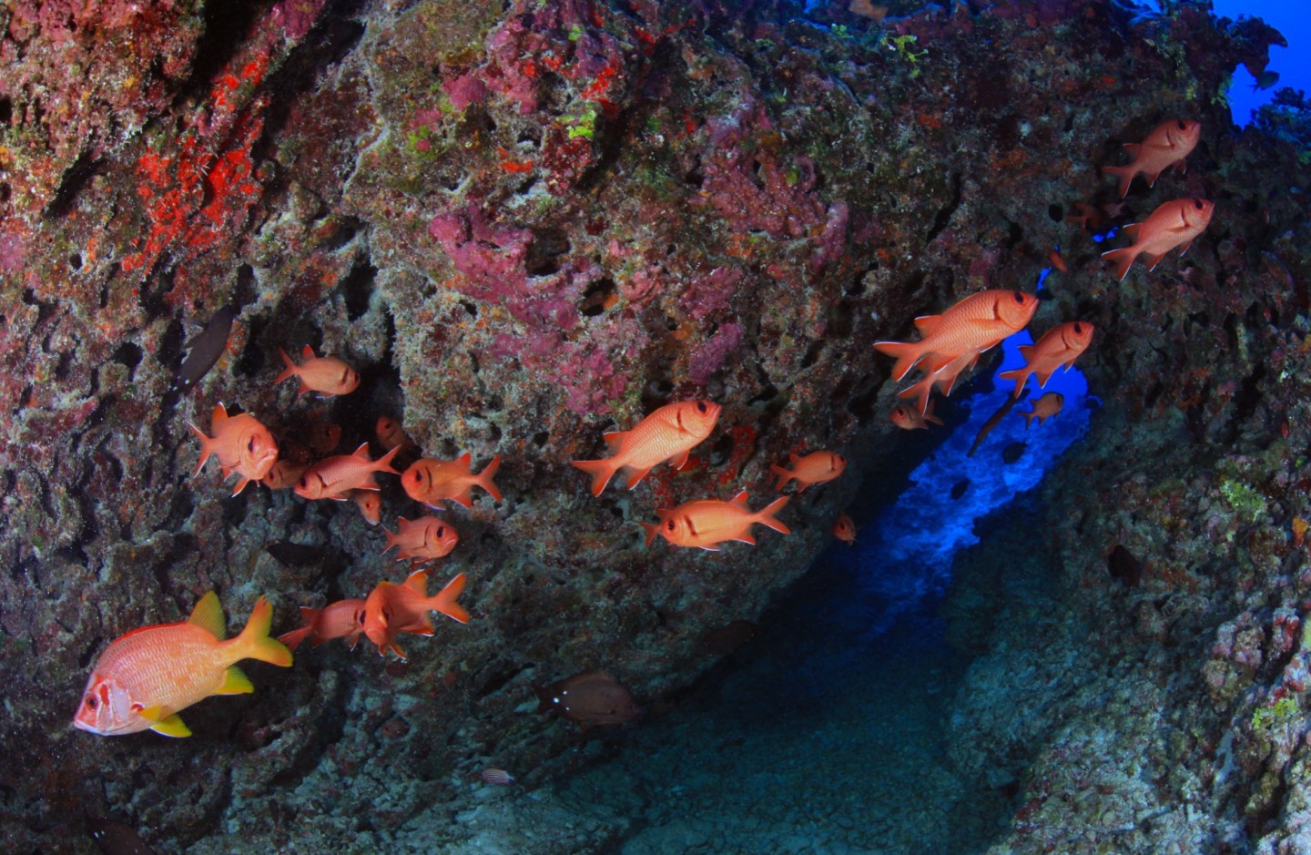 Marine protection areas are a win-win for fish and humans | Popular Science