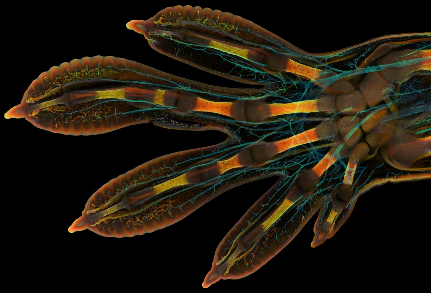 9 stunning pictures of the microscopic realm | Popular Science