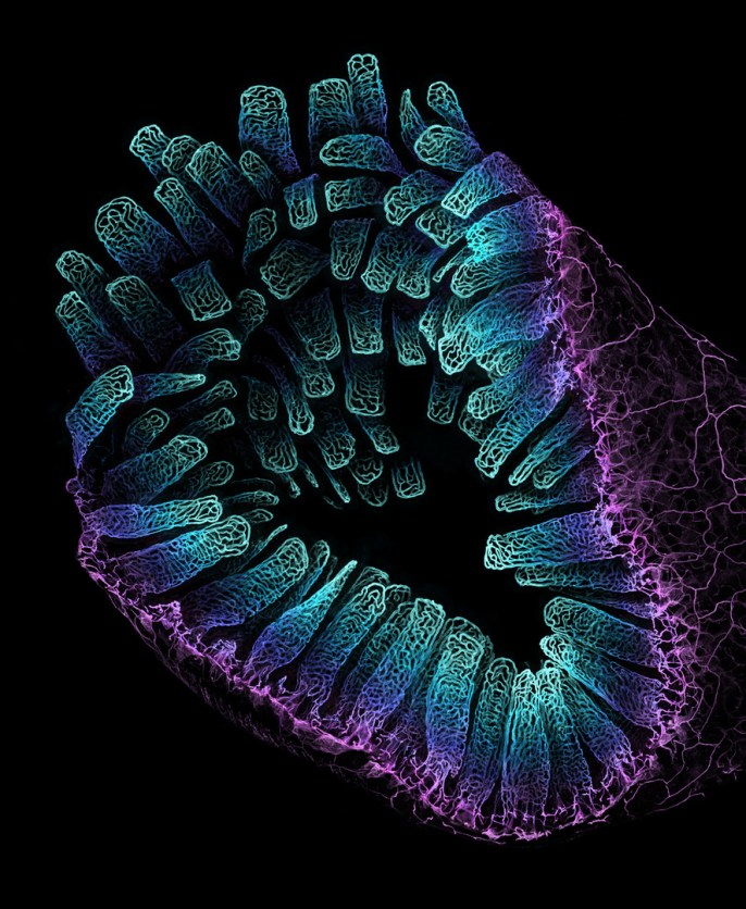 9 stunning pictures of the microscopic realm | Popular Science