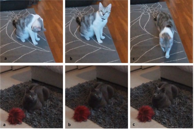 Your cat probably knows when you're talking to it | Popular Science