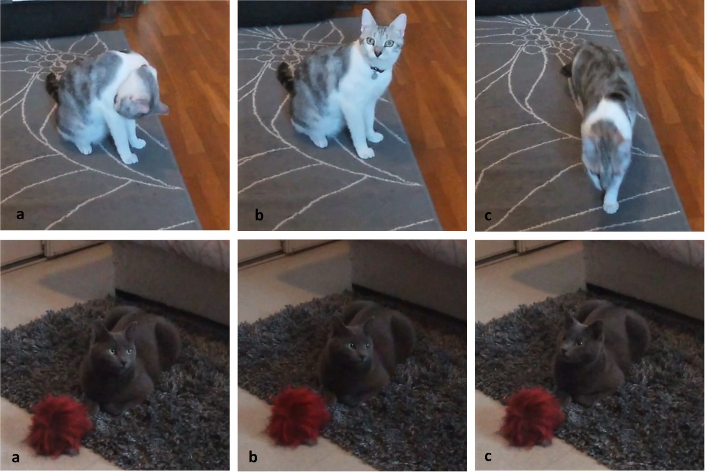 Your cat probably knows when you're talking to it | Popular Science