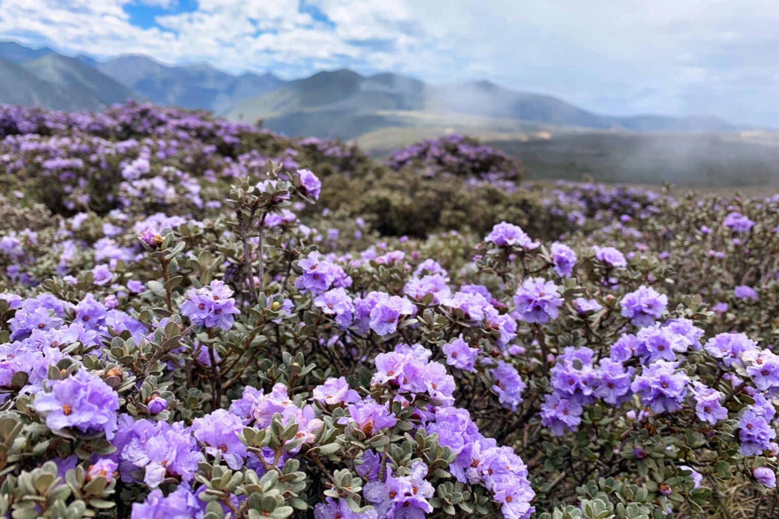 Rhododendron flower species keep a 'bloom calendar' | Popular Science