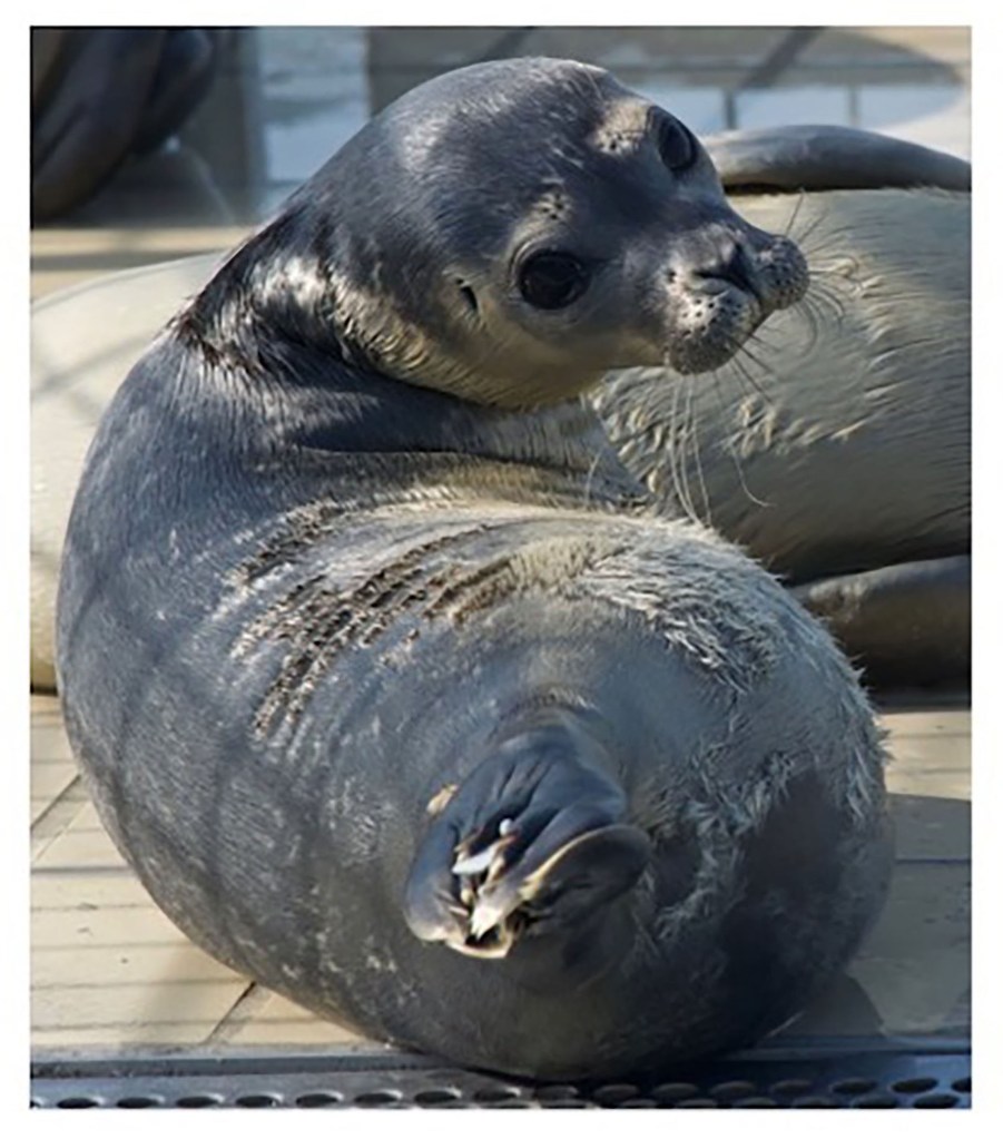 Baby seals are born with a sense of rhythm | Popular Science