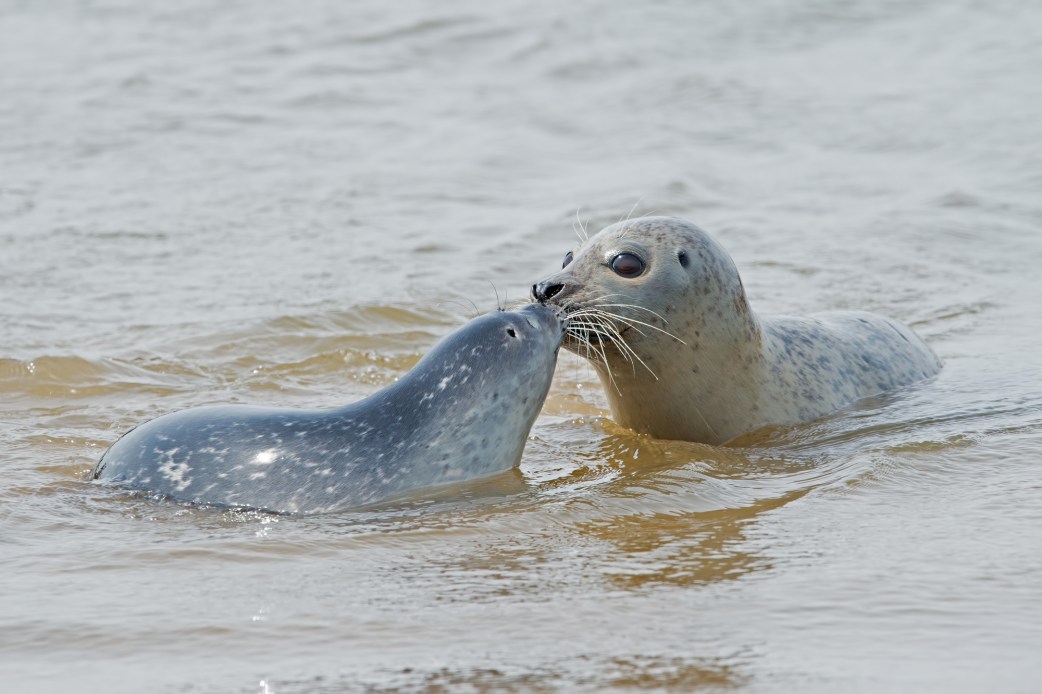 Baby seals are born with a sense of rhythm | Popular Science