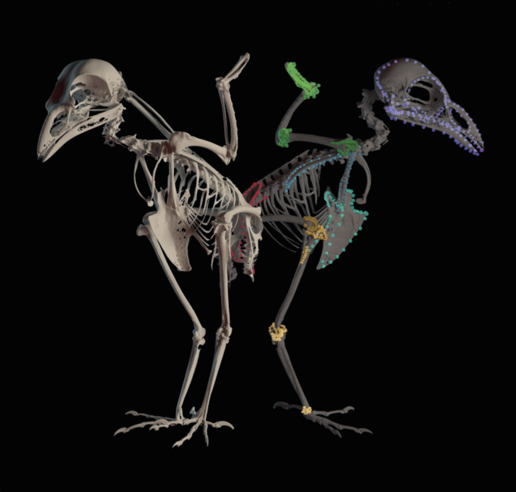 New study links ecology and bird evolution | Popular Science