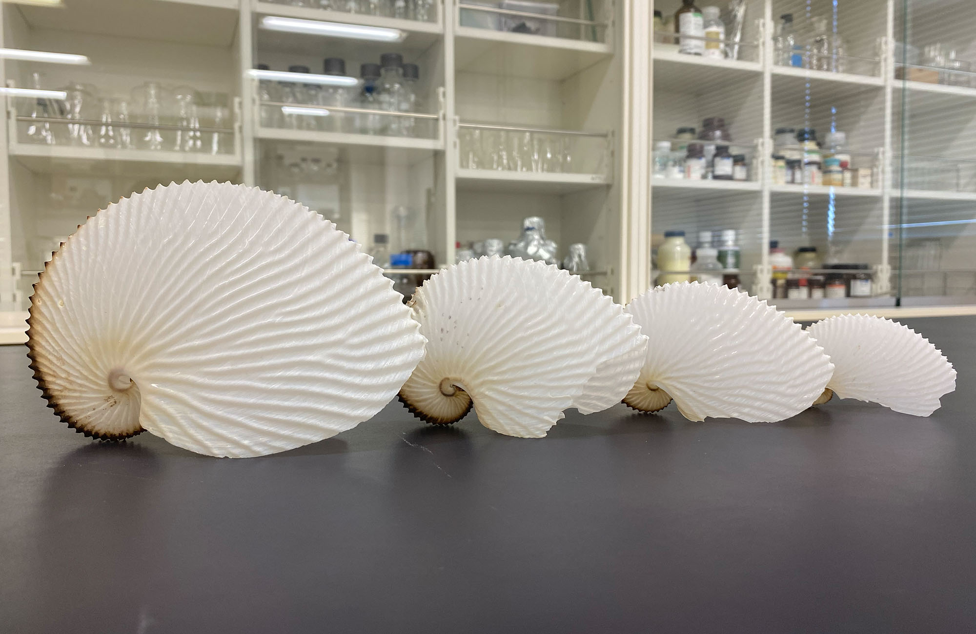 Argonaut 'shells' evolved independently, study finds | Popular Science