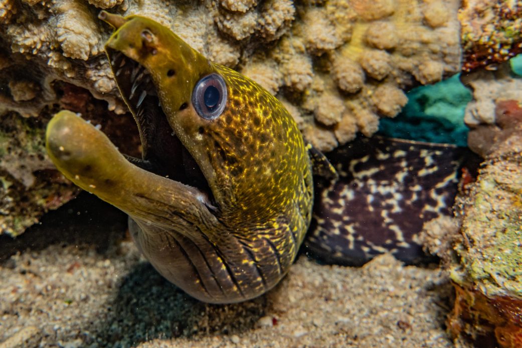 The mystery and history of eel mating | Popular Science