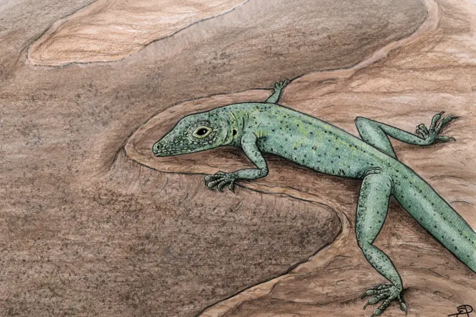 A Scottish fossil is helping scientists fill the gaps in the lizard ...