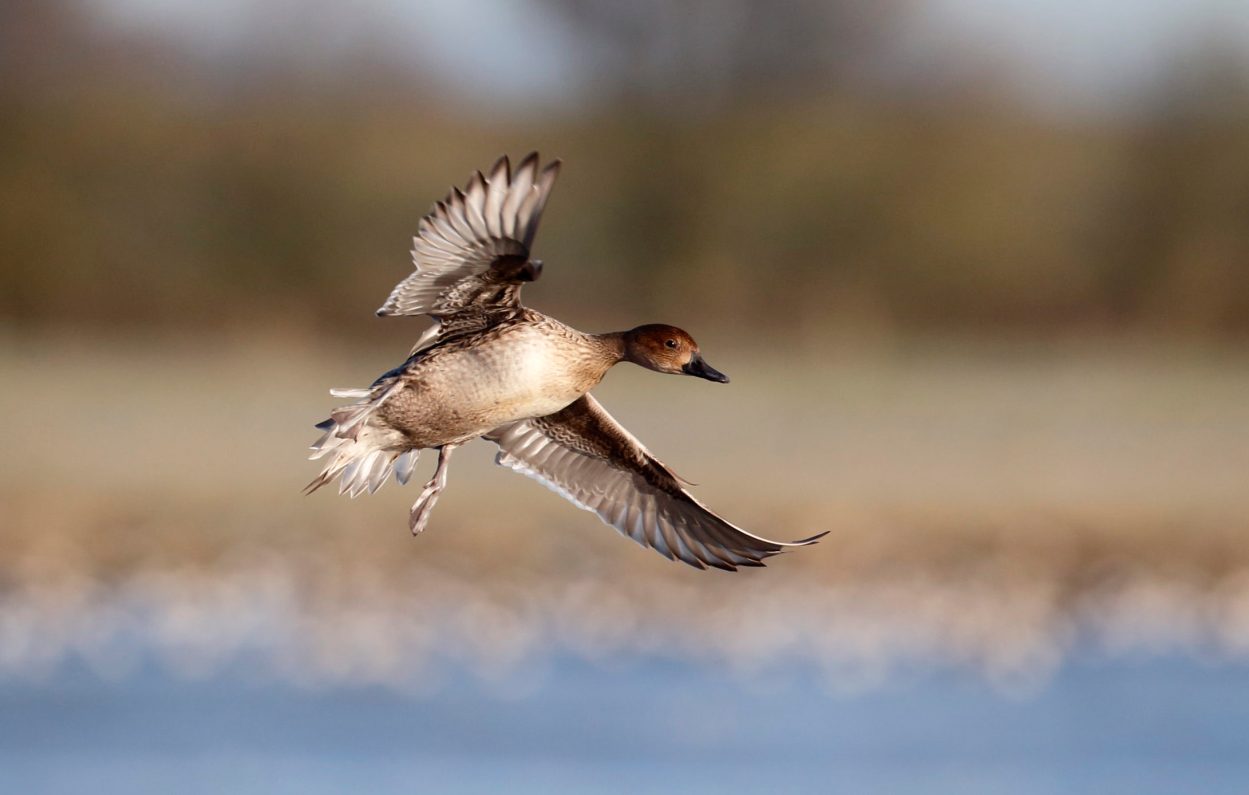 The epic flights of two speedy ducks reveals secrets of global bird ...