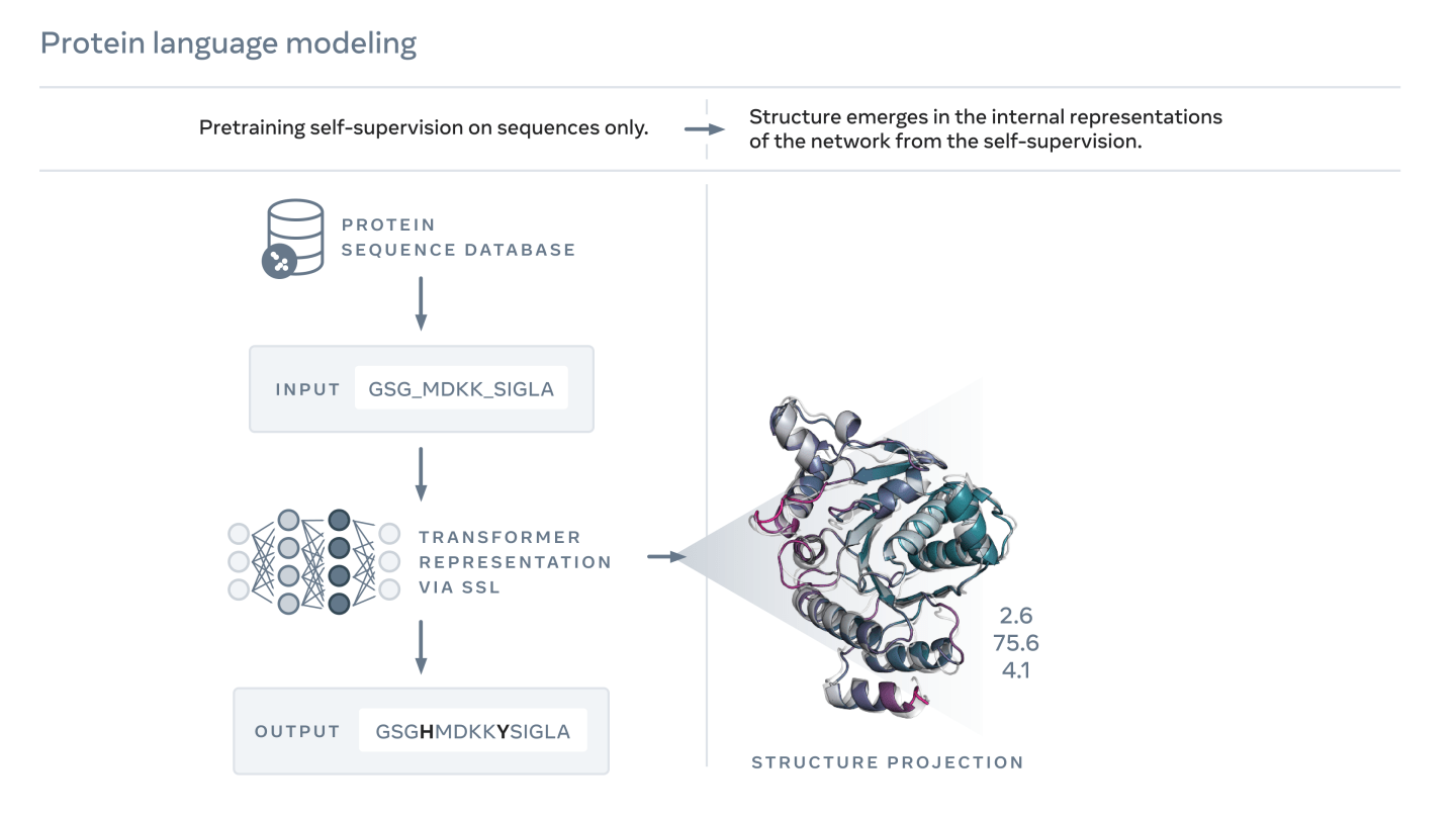 Meta's new AI tool can predict protein shapes | Popular Science