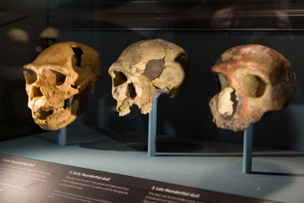 Neanderthals and modern humans intermingled in Europe 45,000 years ago ...