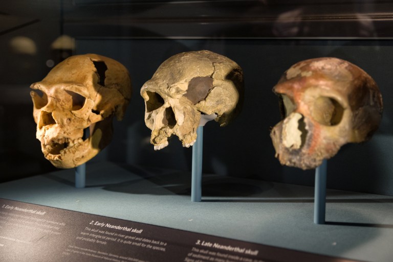Neanderthal genetics influenced nose shape | Popular Science