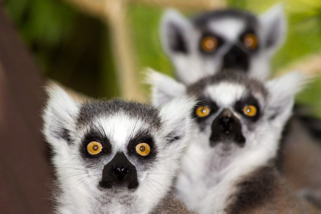 Blame humans for Madagascar's missing megafauna | Popular Science