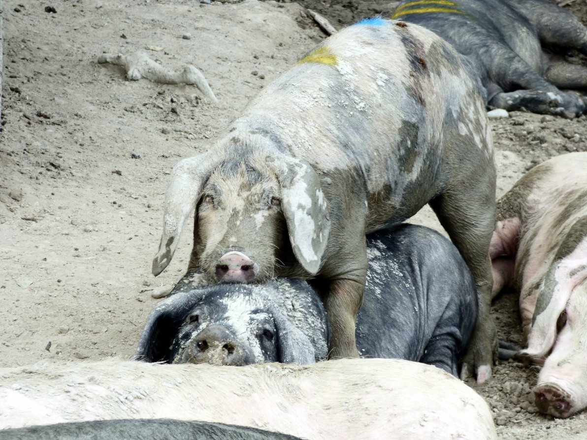 For pigs, bystanders can help resolve drama | Popular Science