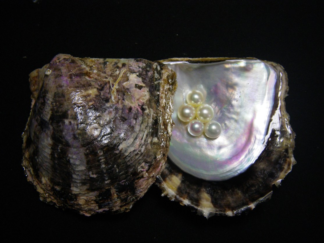 Scientists are decoding the genome of pearl oysters | Popular Science