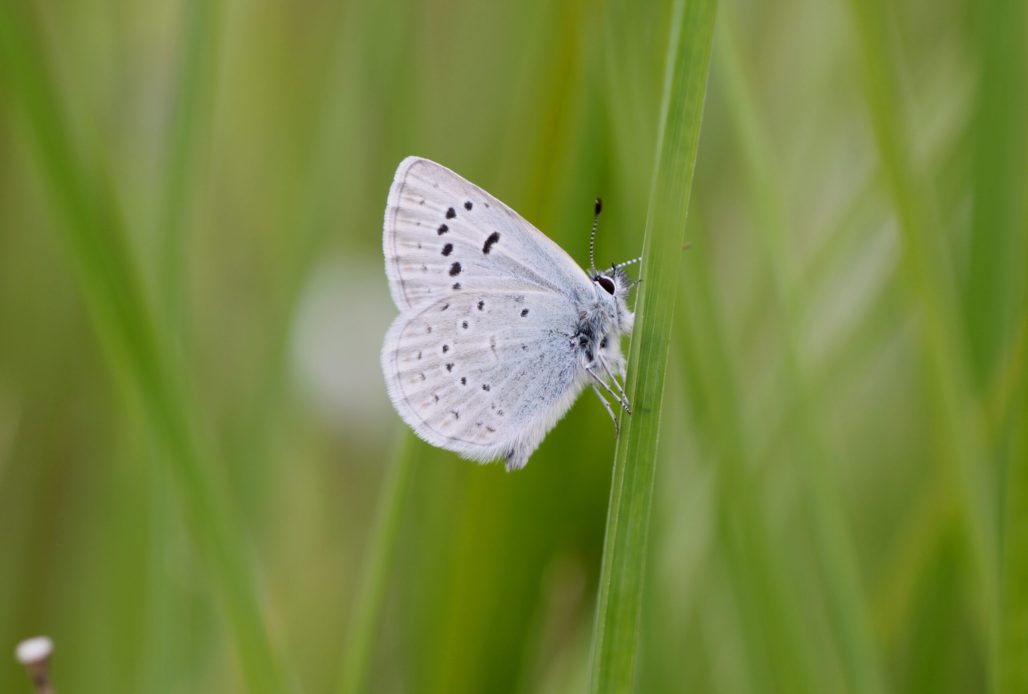 This nickel-sized blue butterfly is making a comeback | Popular Science