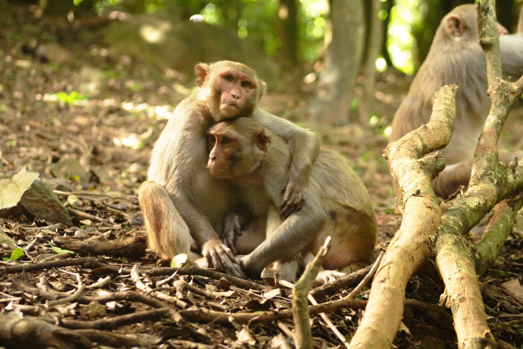 Monkeys with close friends have friendlier gut bacteria | Popular Science
