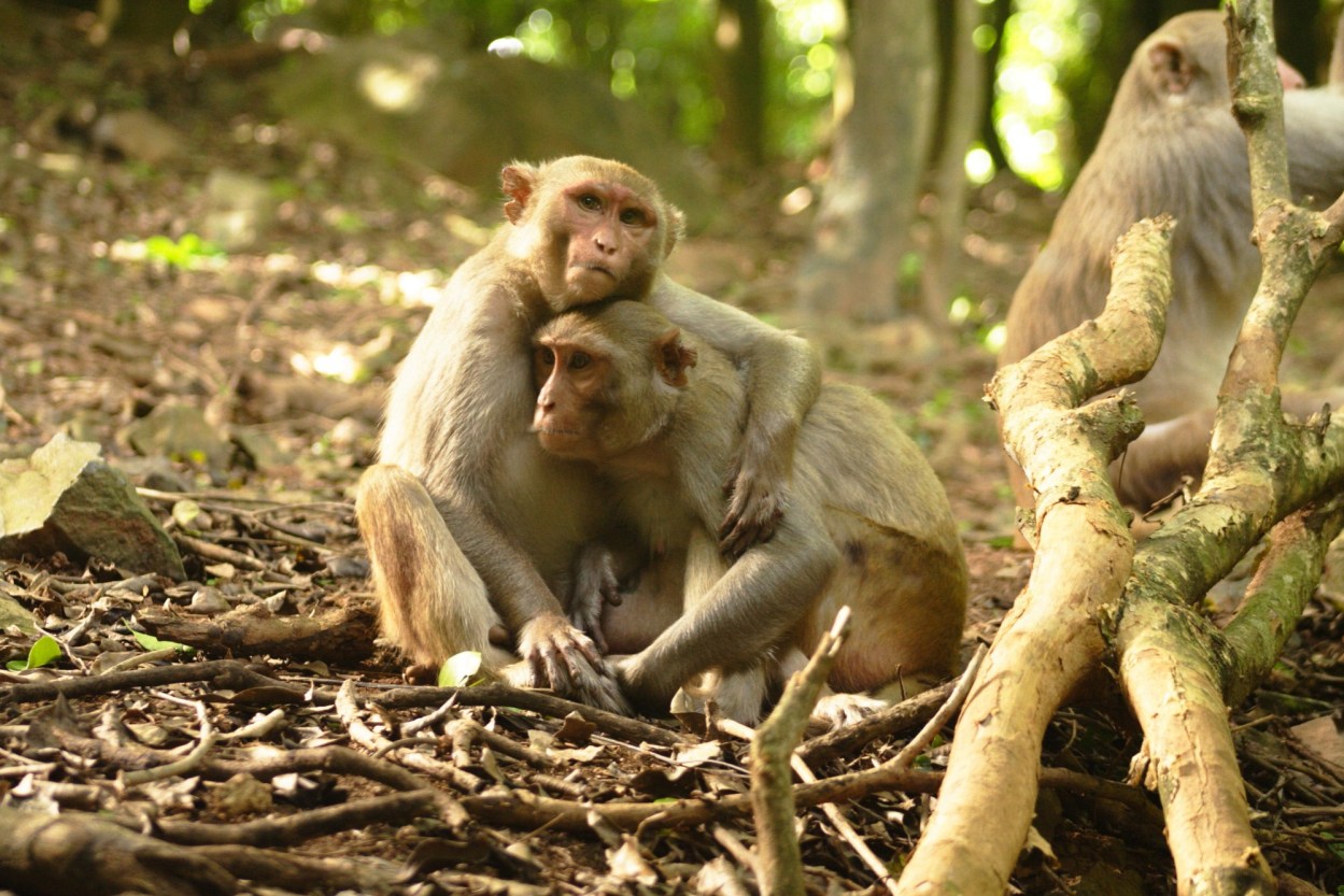 Monkeys with close friends have friendlier gut bacteria | Popular Science