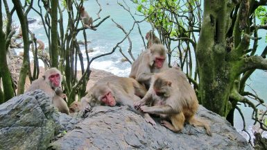Monkeys with close friends have friendlier gut bacteria | Popular Science