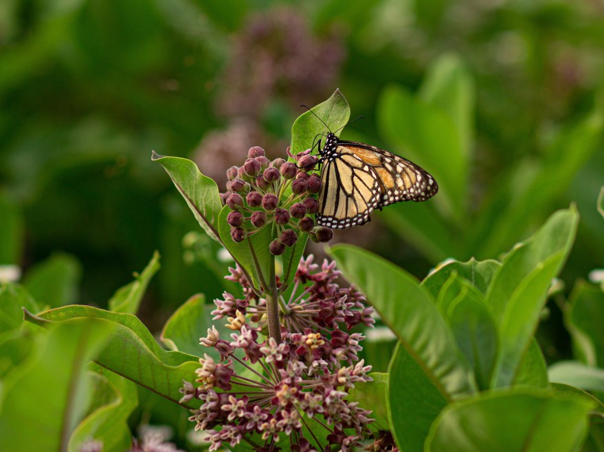 Scientists find where butterflies first evolved | Popular Science