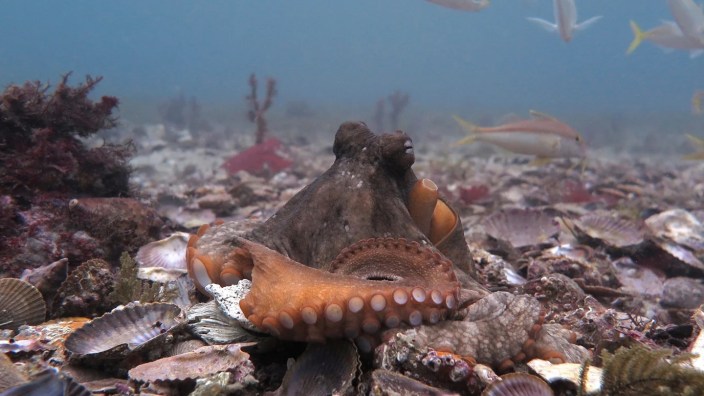 Octopuses chuck seashells and debris when irked | Popular Science