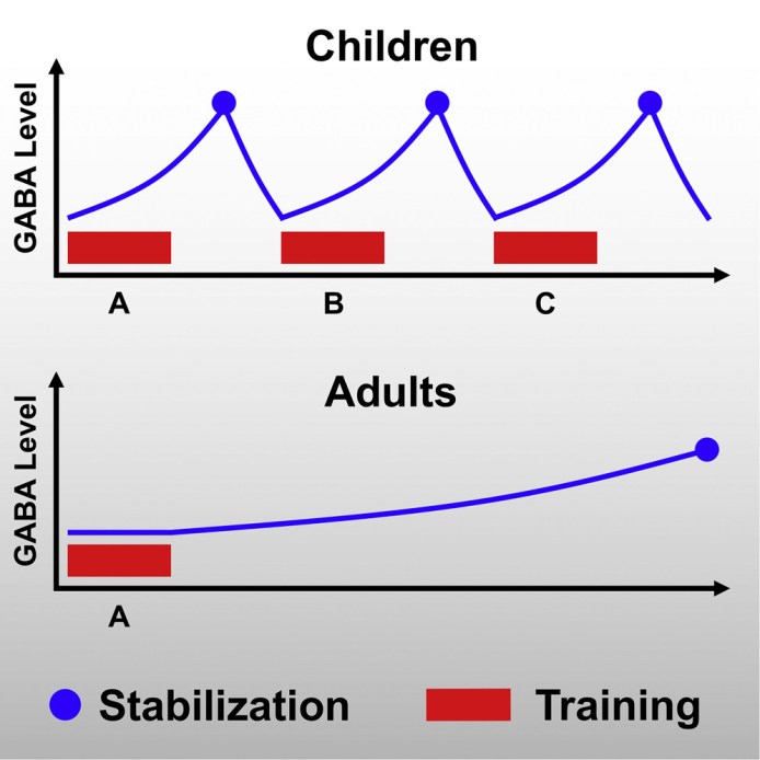 Kids are fast learners—this mechanism could be why | Popular Science