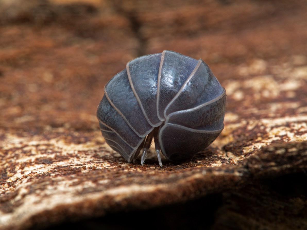 Scientists built a microrobotic finger that can tickle a bug | Popular ...