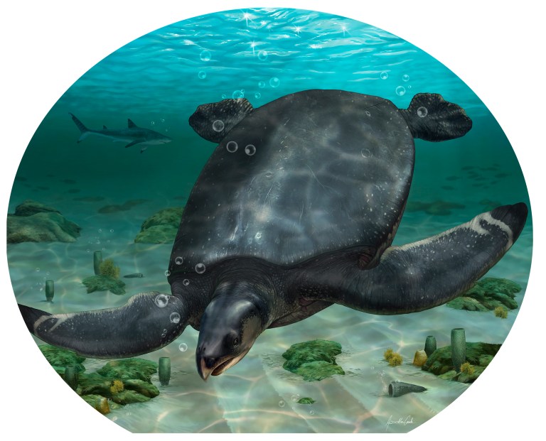 Newfound extinct turtle was one of the largest ever | Popular Science