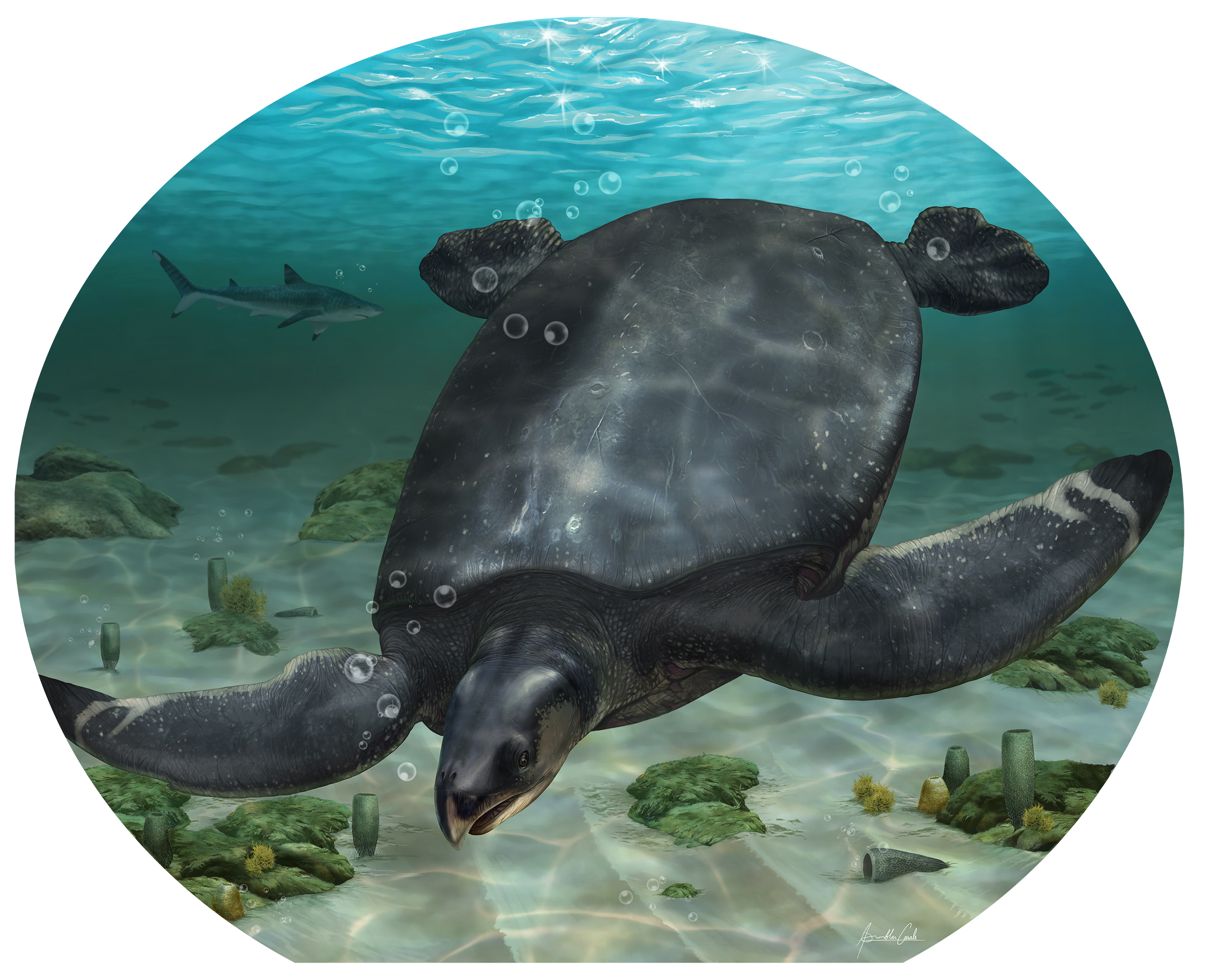 Newfound extinct turtle was one of the largest ever | Popular Science