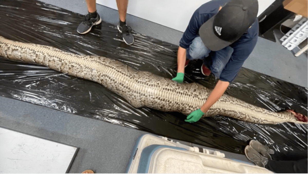 This 18-foot python's last meal was a whole alligator | Popular Science