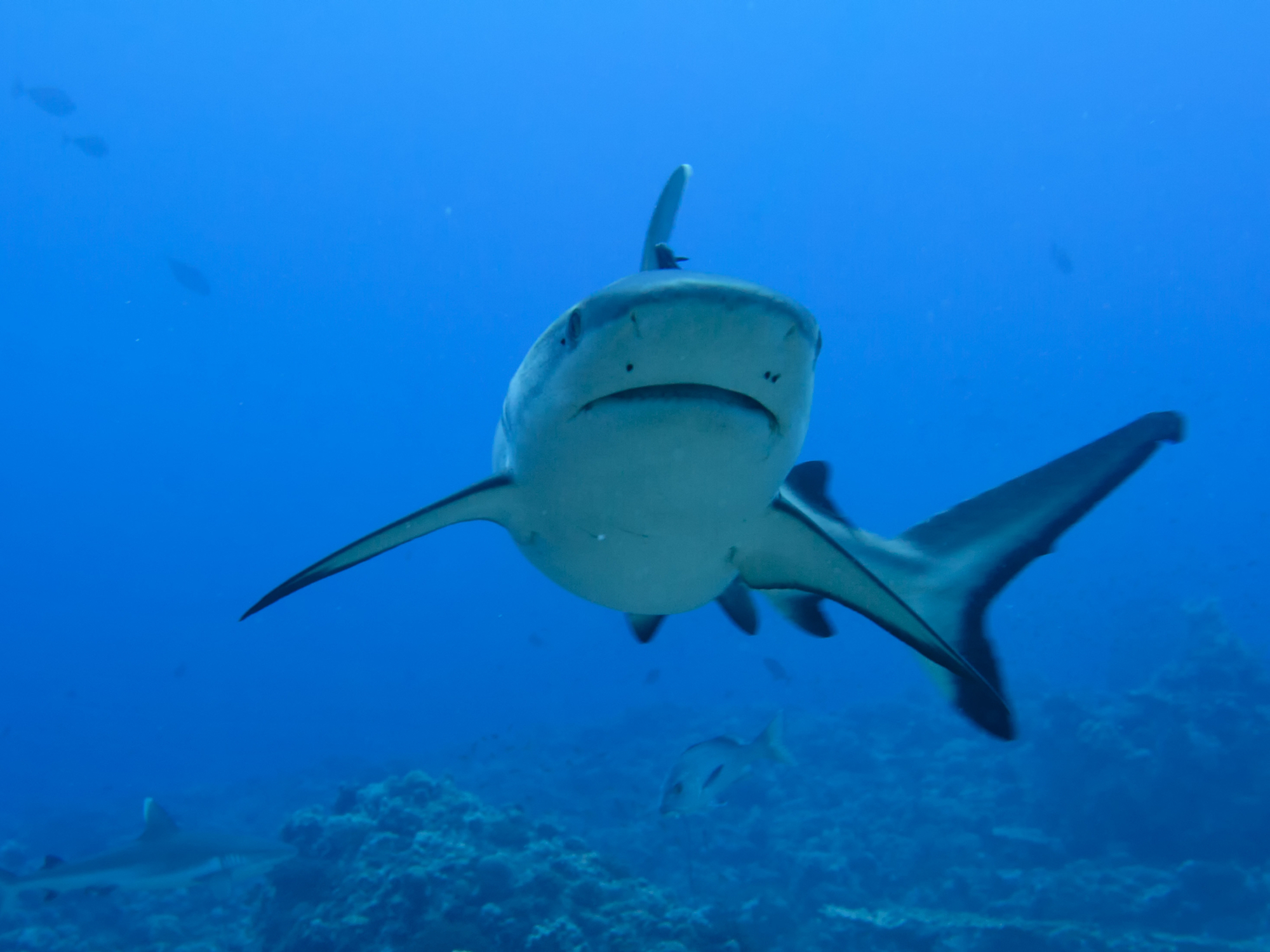 A tiny electric field can protect sharks from fishing nets | Popular ...