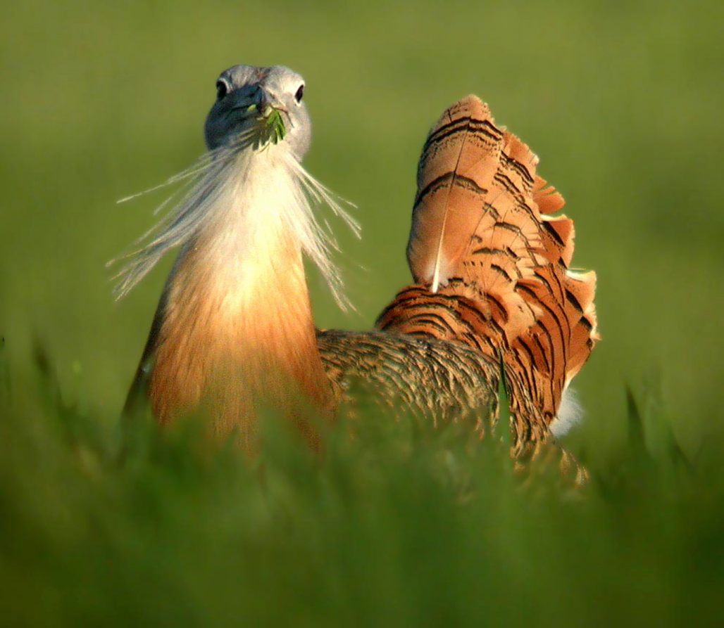This giant bird stays healthy by munching on medicinal plants | Popular ...