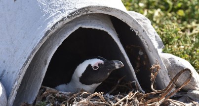 Scientists build climate-proof shelters for penguins | Popular Science