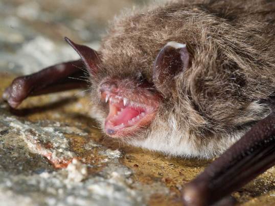Bats and metal singers have this in common | Popular Science