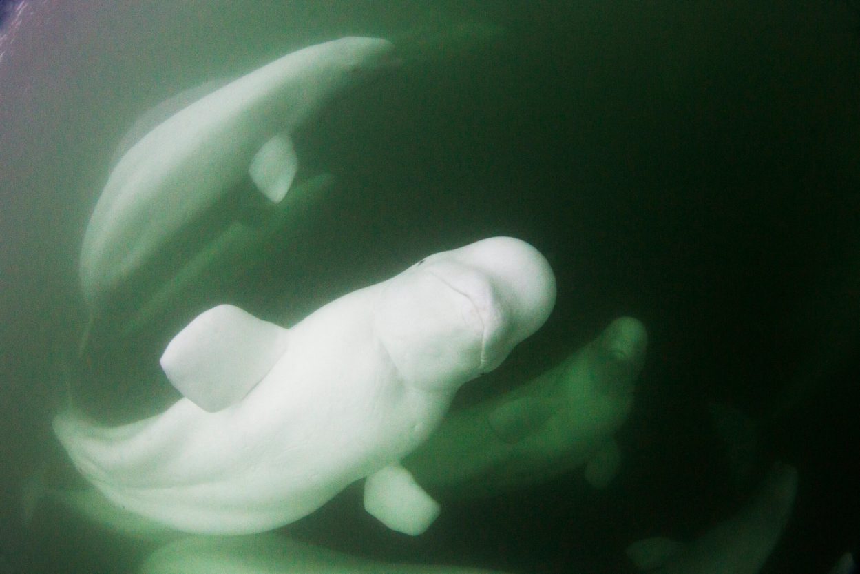 As belugas disappear, so does irreplaceable cultural knowledge ...