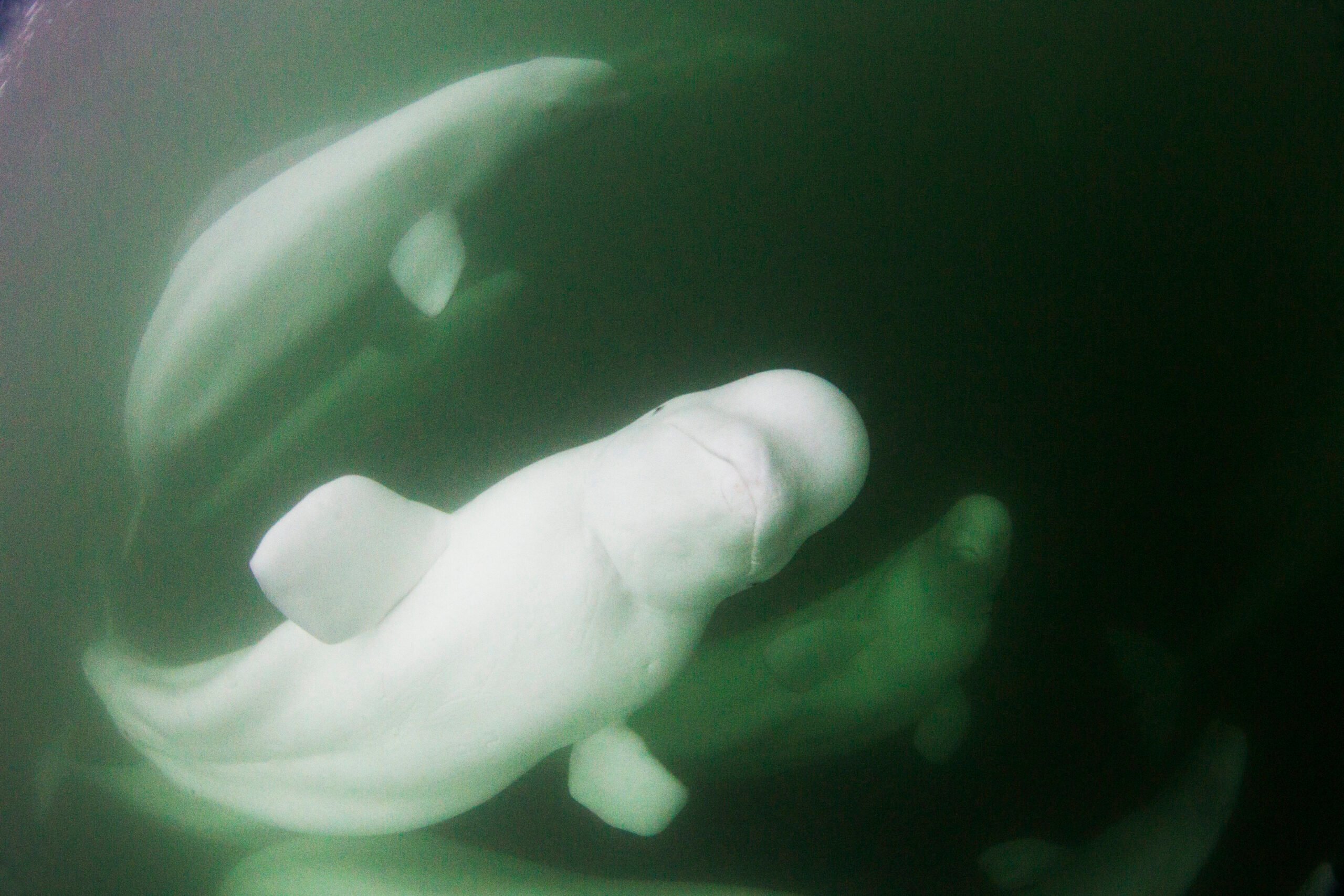 As belugas disappear, so does irreplaceable cultural knowledge ...
