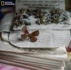 10 stunning National Geographic photos from the year | Popular Science