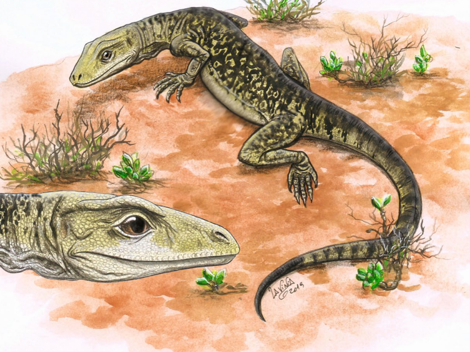 This once-forgotten fossil holds a key to lizard evolution | Popular ...