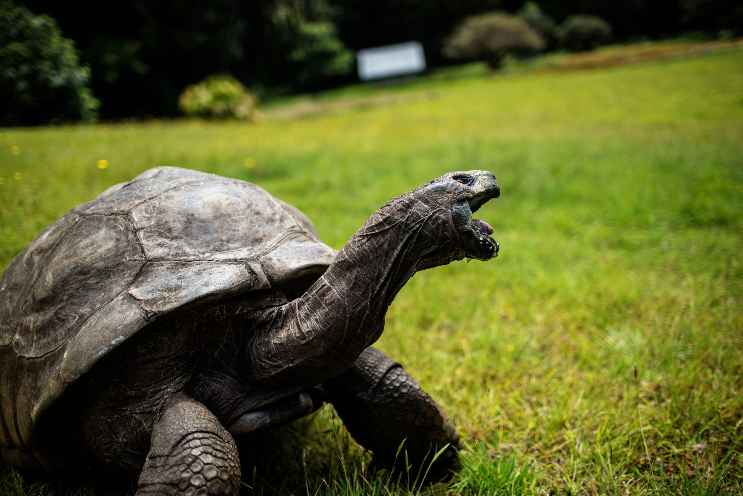 Happy 190th birthday to Jonathan the tortoise | Popular Science