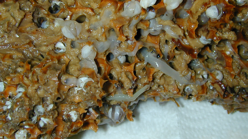 These clams use poop to dominate their habitat | Popular Science