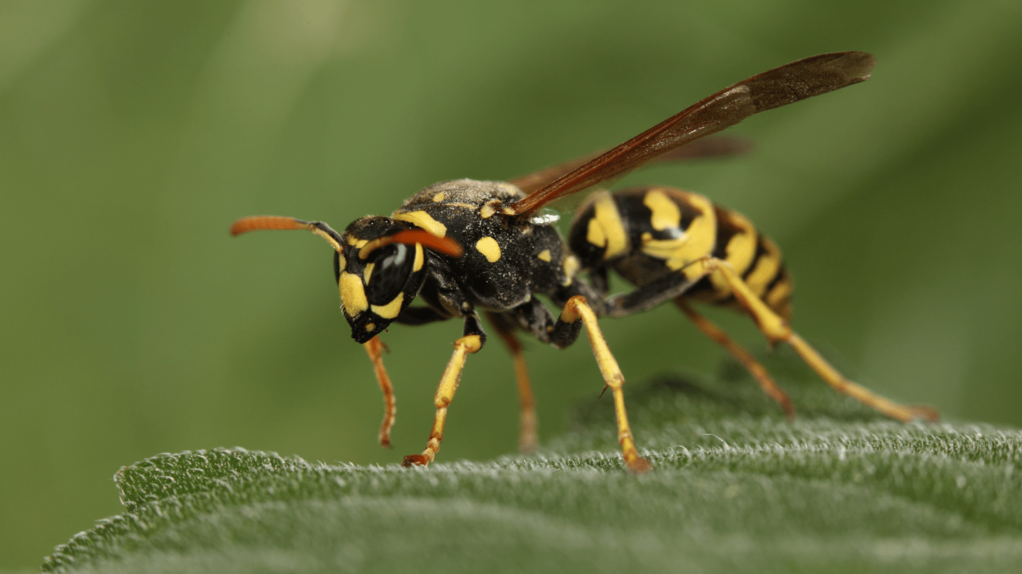 Male wasps use their genitals to sting attackers | Popular Science