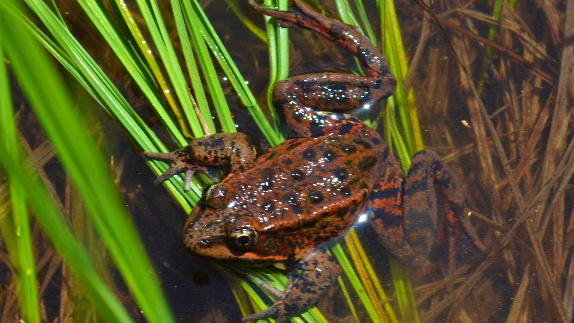 Should we 'vaccinate' frogs? | Popular Science