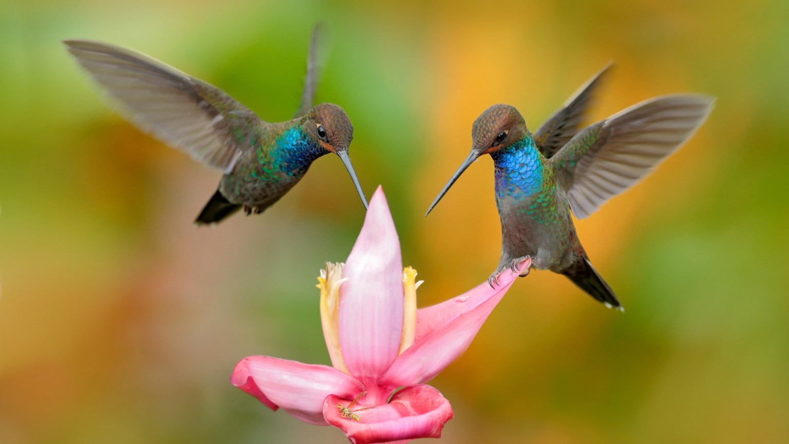 Hummingbird wing insights provide new ideas for drones| Popular Science