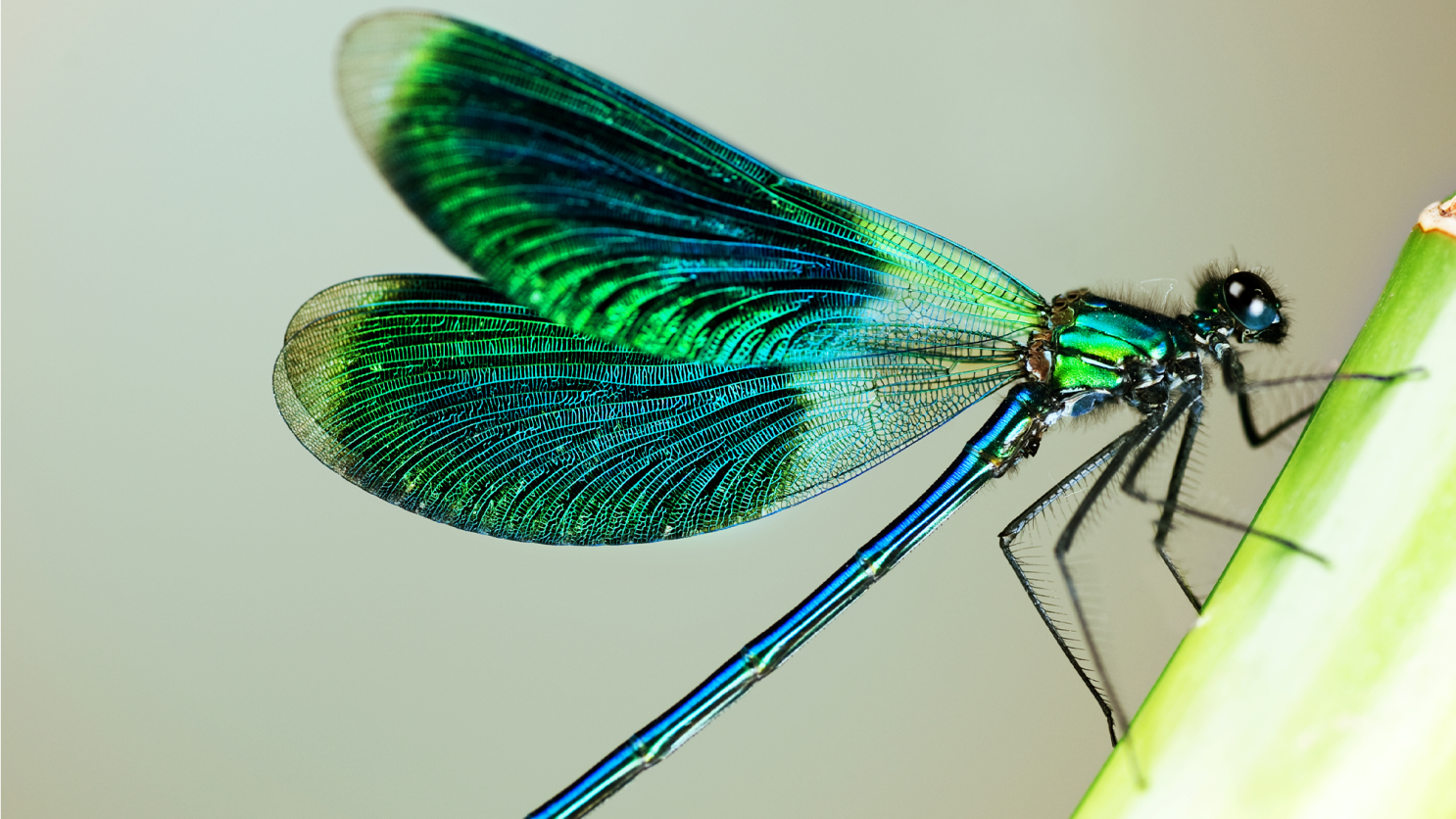 Some animals experience time much faster than humans | Popular Science