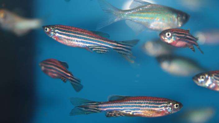 How the 'hindbrain' helps lost zebrafish find home | Popular Science