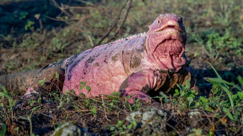 Pink Iguanas are making a comeback on the Galapagos | Popular Science