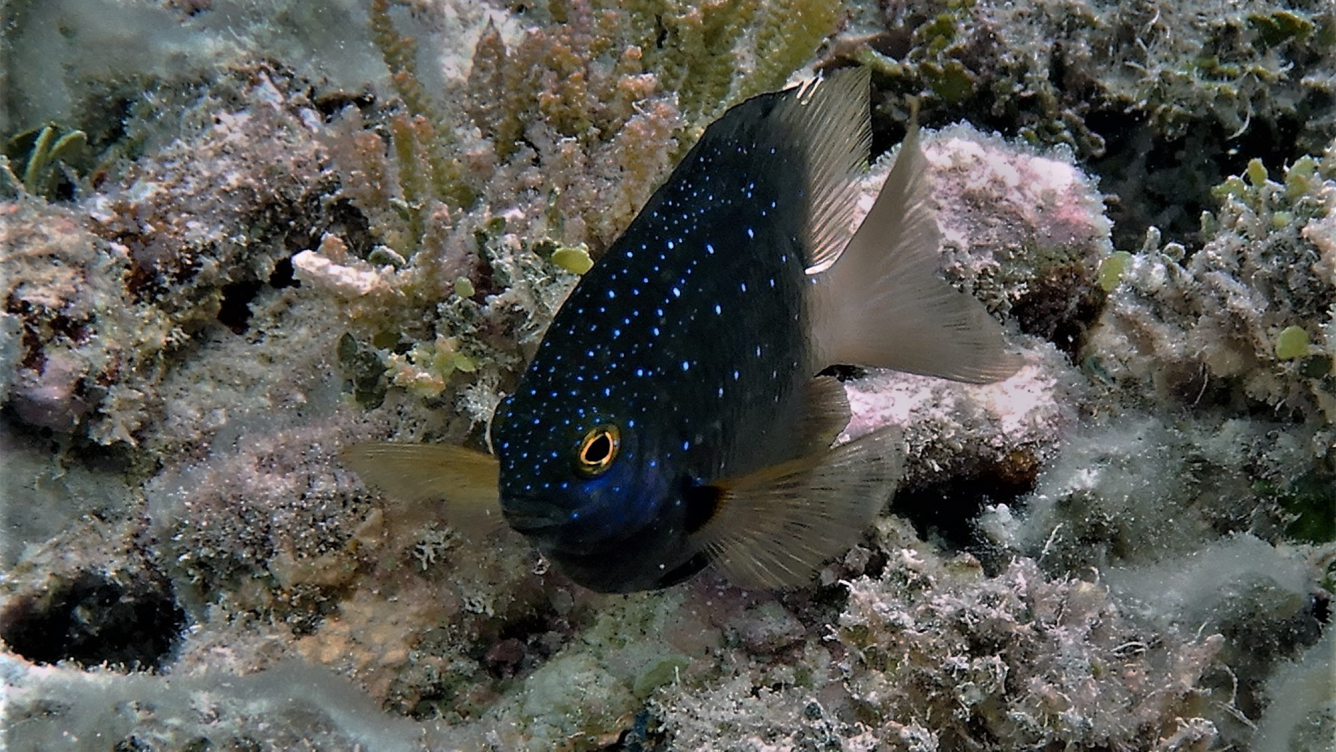 Reef fish are giving way to invading rats | Popular Science