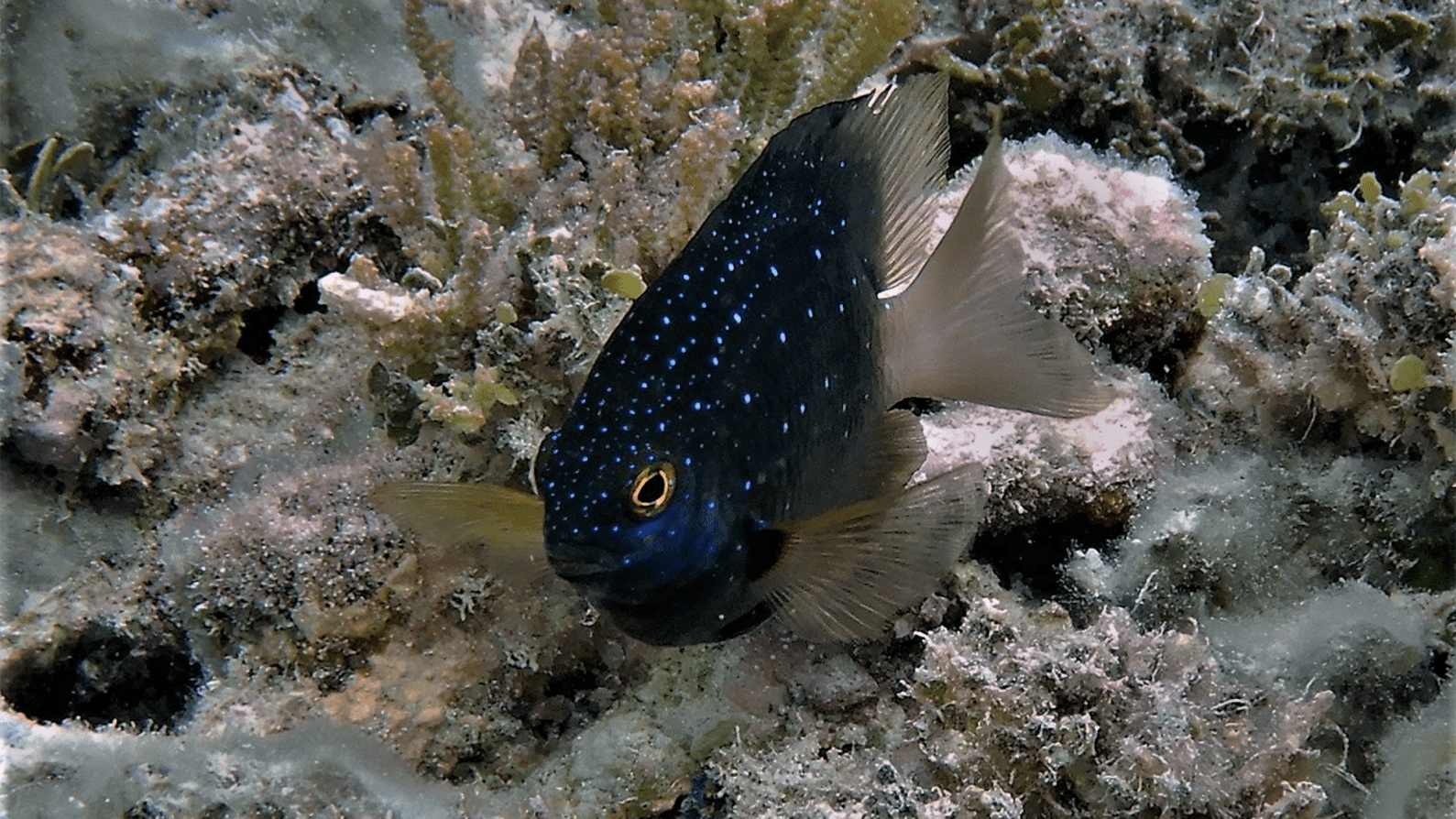 Reef fish are giving way to invading rats | Popular Science