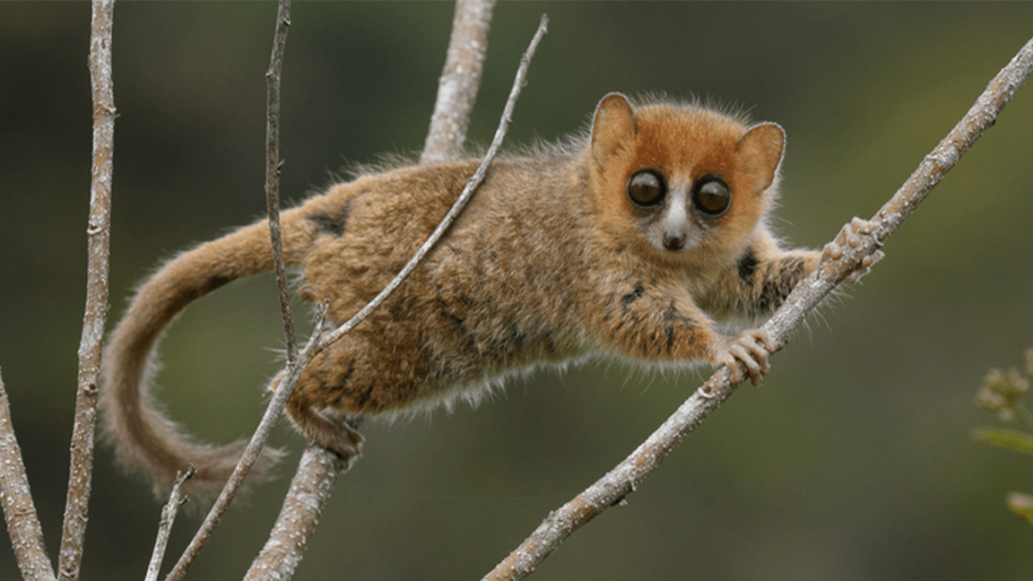 Swift effort needed to protect Madagascar's mammals | Popular Science